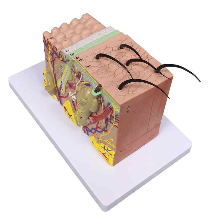 35X Enlarged Skin Anatomy Model for Educational Purposes