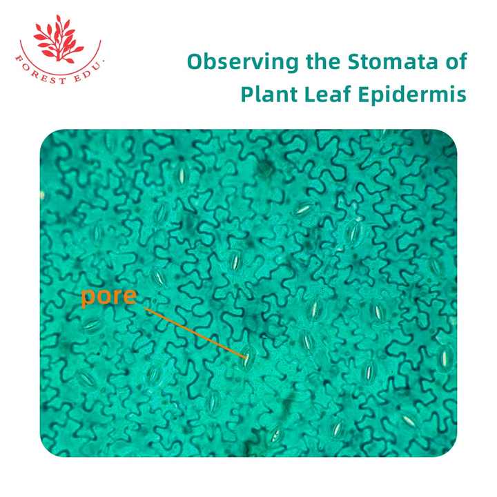 Broad Bean Leaf Lower Epidermis Microscope Slides - Forest