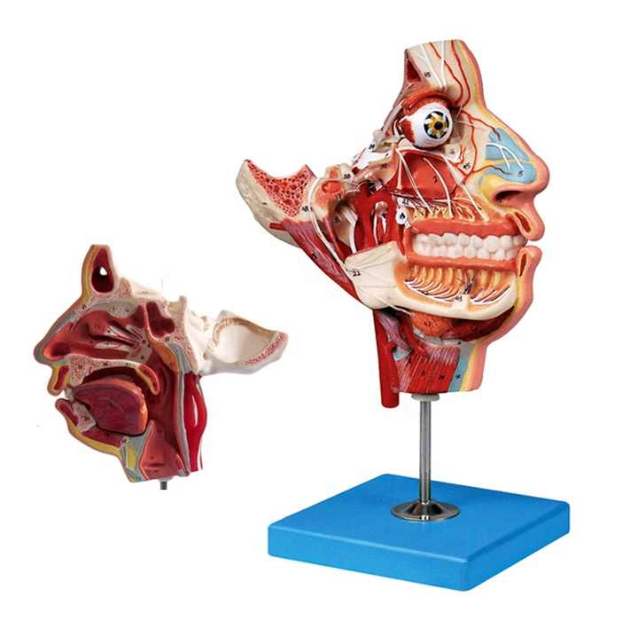 Two Sides Head and Face Anatomy Model - Detailed Insights