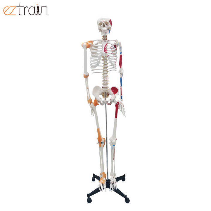 Full-size Skeleton with Muscles & Ligaments - Life Size