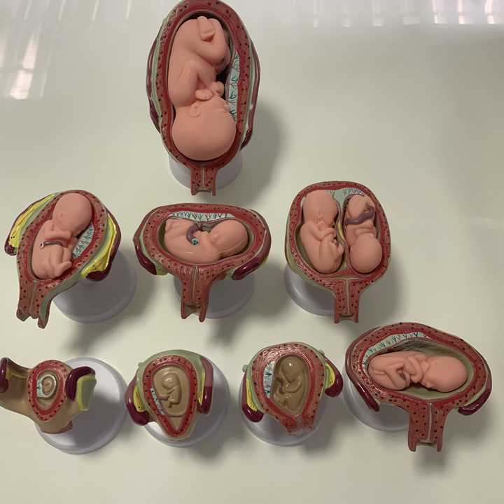 Human Fetal Embryonic Development Process Anatomical Model