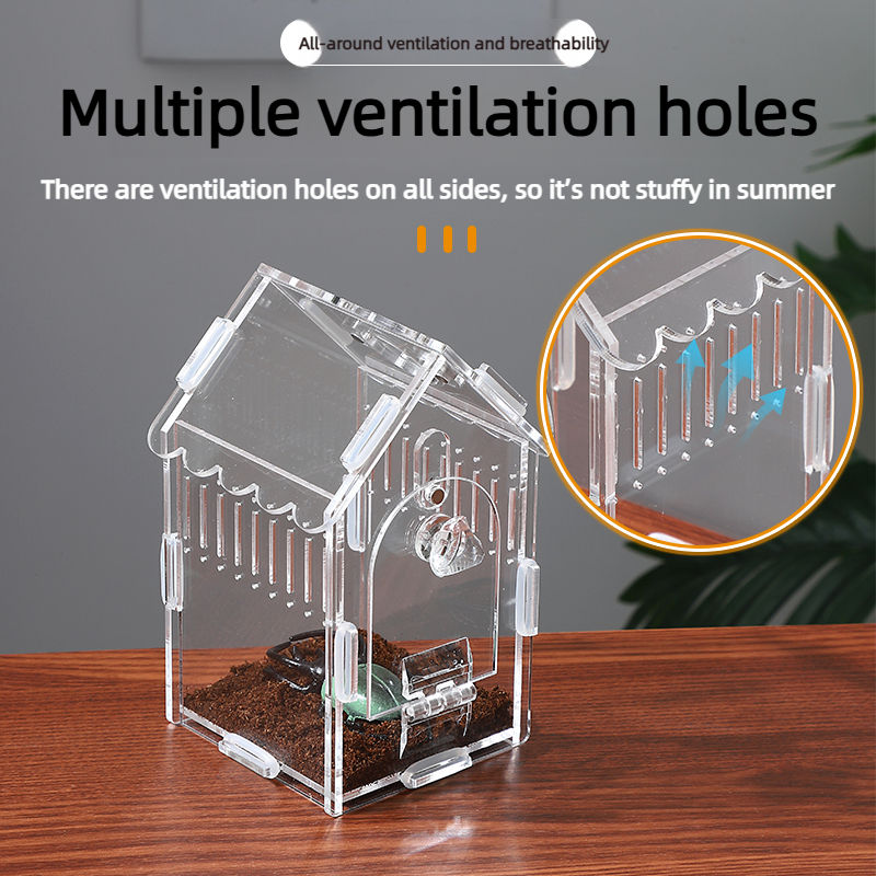 Acrylic Enclosure Jumping Spider Insect Terrarium for Small Tree ...