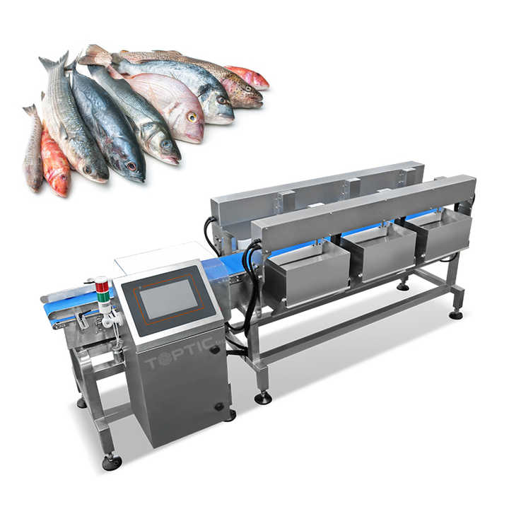 Fish Tilapia Lobster Shrimp Seafood Weight Grading Machine Sorting ...