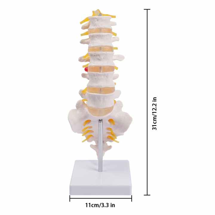 Life-size Lumbar Vertebrae Model with Sacrum & Spinal Nerves