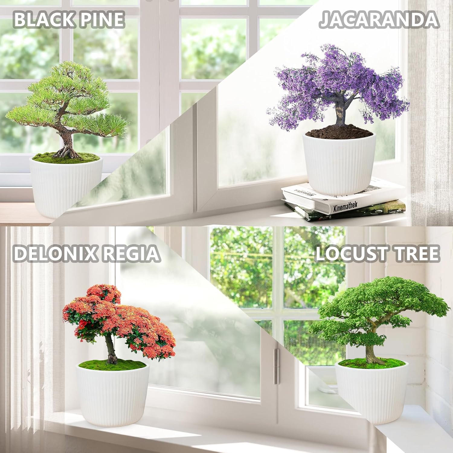 Deals Japanese Indoor Plants Multi-Occasion Bonsai | Alibaba.com
