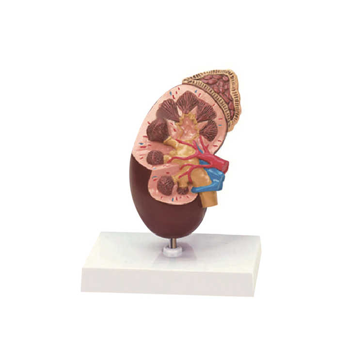 Dissection Model of Kidney ZM2040 9.5*6.5*16.5| Alibaba.com