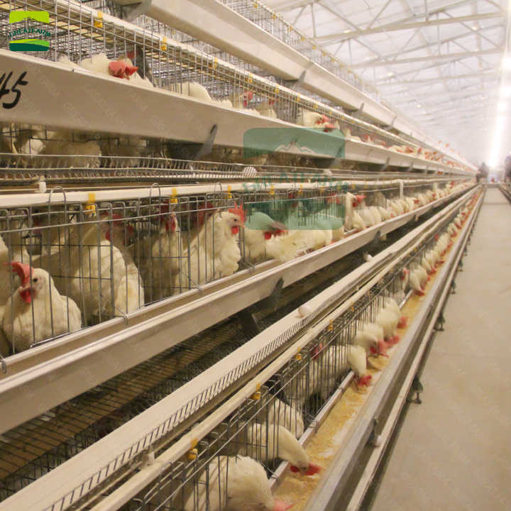 Animal Cages 160 Capacity Per Set High Quality Automatic Hen House ...