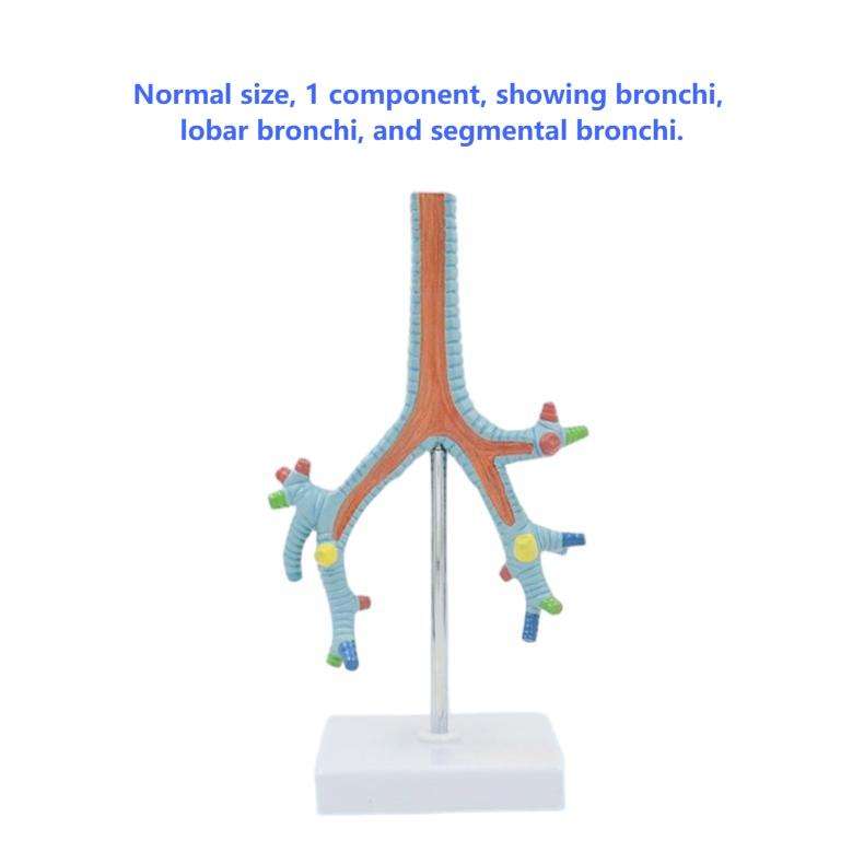 Human Trachea & Bronchi Anatomical Model - Life - Size Medical Teaching ...