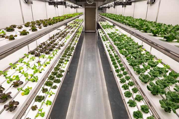 Indoor Plant Factory - Efficient Hydroponics & Vertical Farming