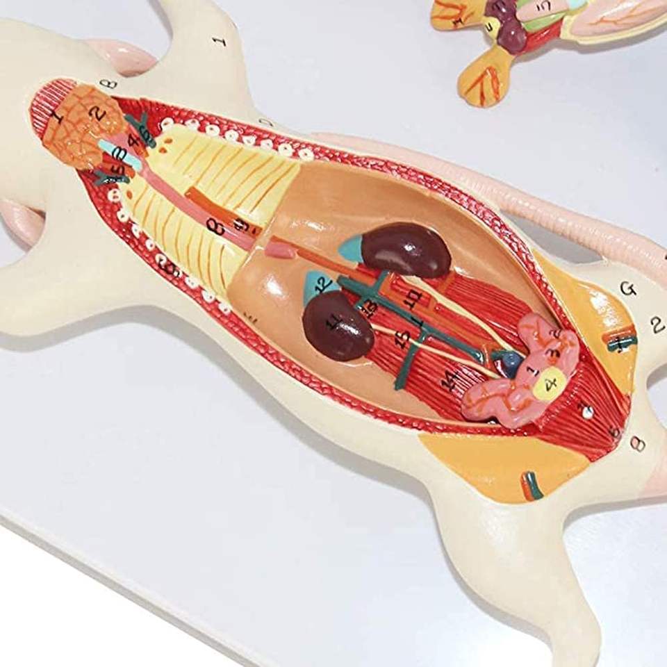 Mouse Anatomical Model - High Quality Educational Tool