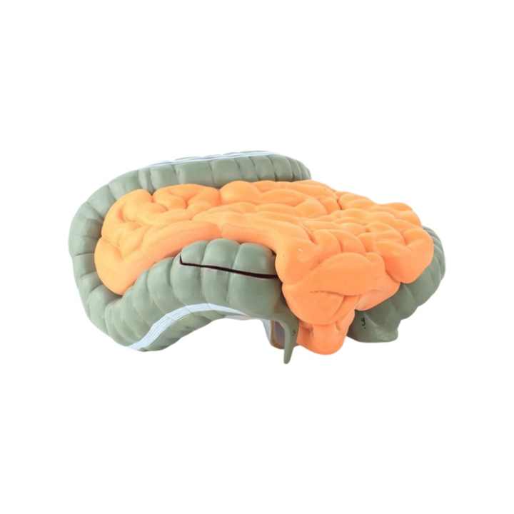 Large Intestine Anatomy Model Lifelike Colon and Ileum for Medical ...