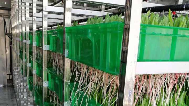 Hydroponic Forage Growing System - Efficient & Automatic