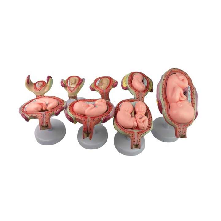 Female Embryonic Development Models - Healermed Medical Science