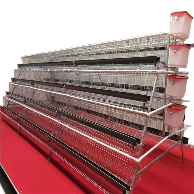 Production Base Installation Guide Cage for Chickens Chicken Farming ...