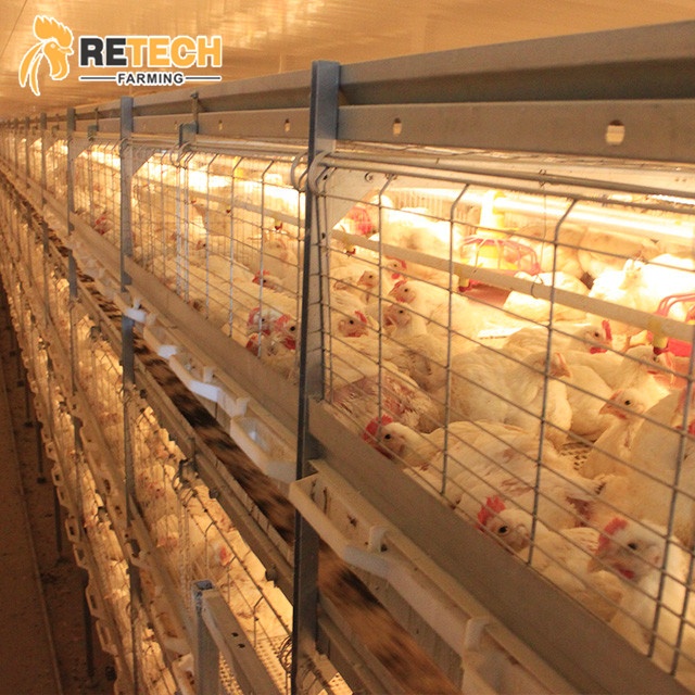 How to Choose Poultry Equipment for Chicken Farming: Ultimate Buying Guide