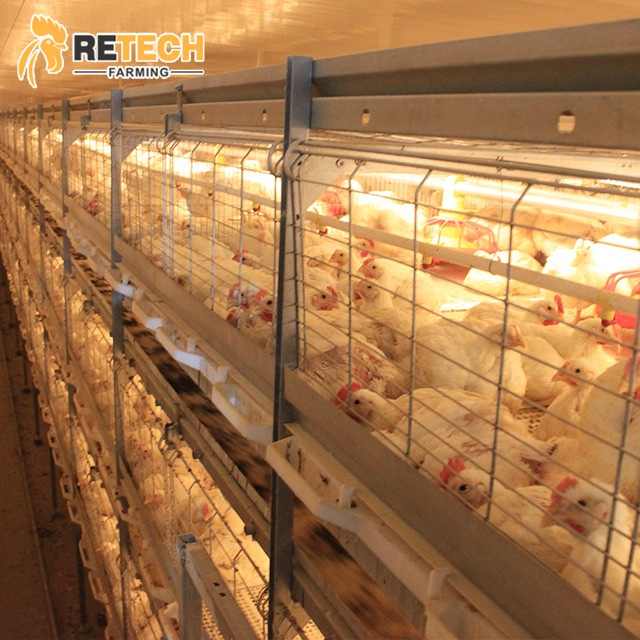 H Type Automatic Broiler Cage - Efficient Chicken Farming
