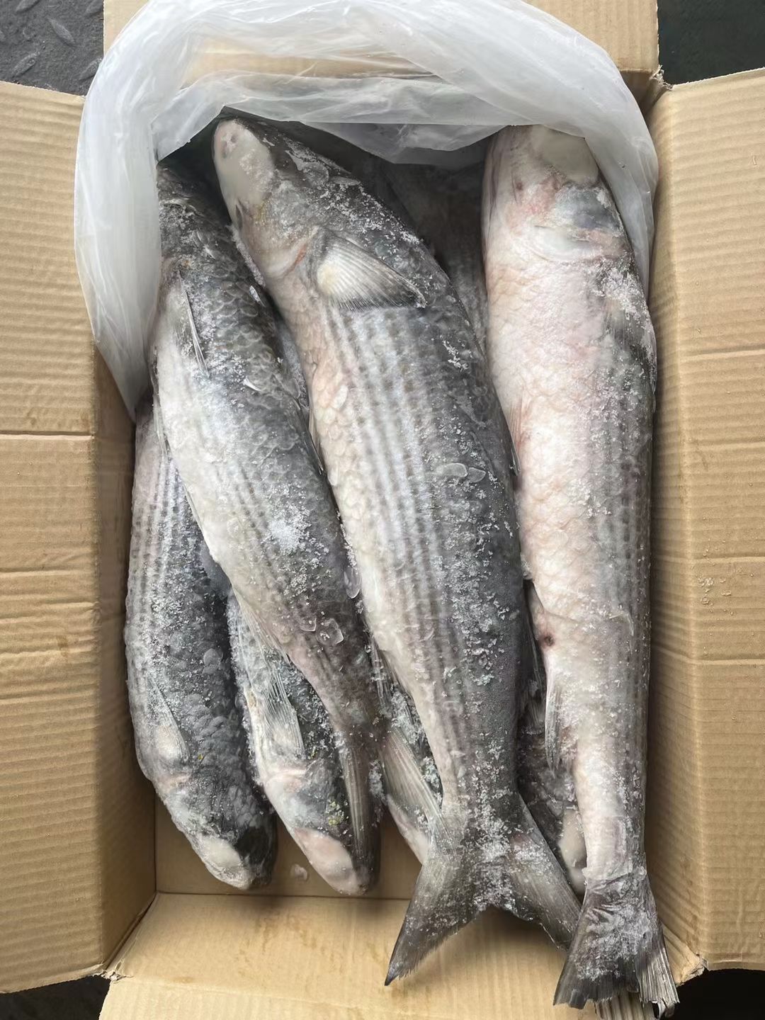 Wholesale Fresh Mullet Affordable Wholesale Prices | Alibaba.com