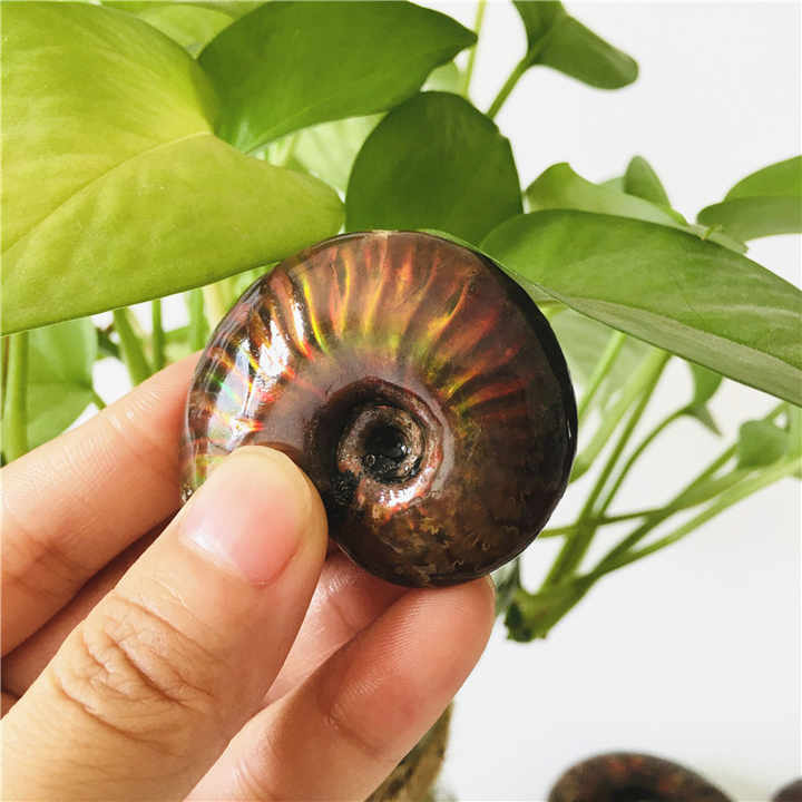 Natural Snail Shells Conch Specimen Fossil Ammolite Gem Spiral Shell ...
