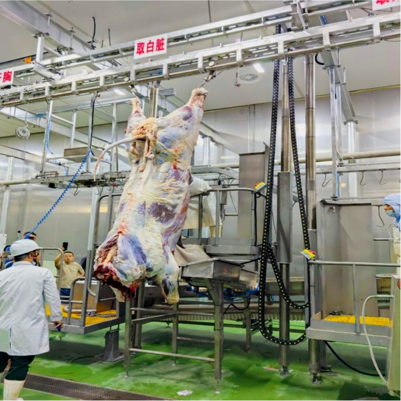 Fully Automatic Cattle Slaughter Line Complete Cattle Slaughter House ...
