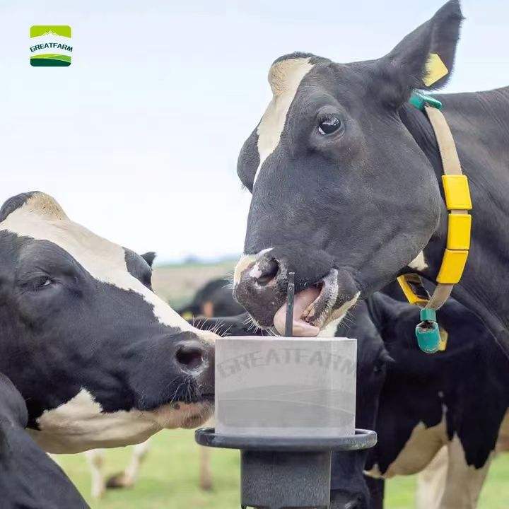 Cattle and Sheep Licking Bricks Using Salt Blocks Special Salt for ...
