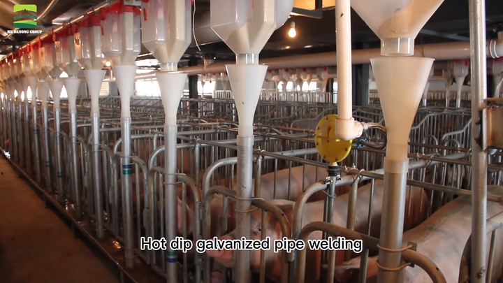 GREAT FARM Tubular Sow Stalls - Durable & Customizable