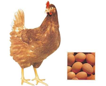 Boost Animal Health with Premium mineral trace elements premix ...