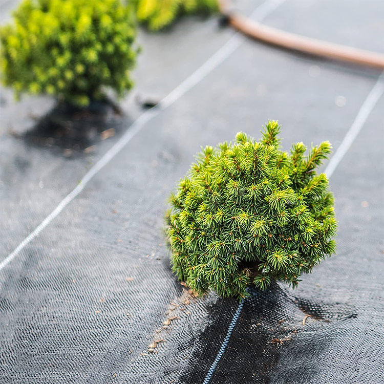 Blueberry Weed Control Mat Orchards Anti Grass Nursery Fabric Woven ...