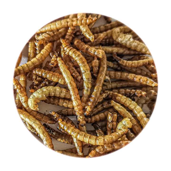 High-nutrition Mealworms - Top Grade Fish & Bird Food