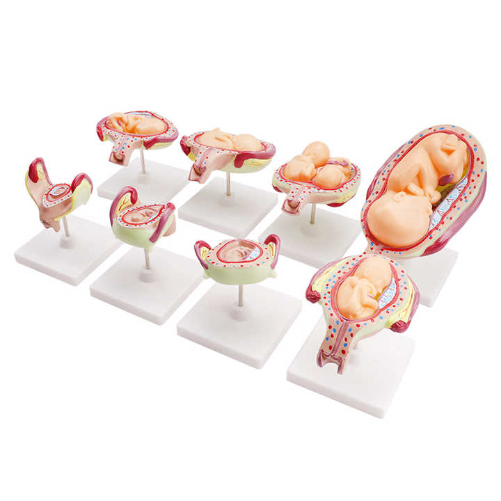 Wholesale Fetus Development Teaching Model - Fetus Growth by Month