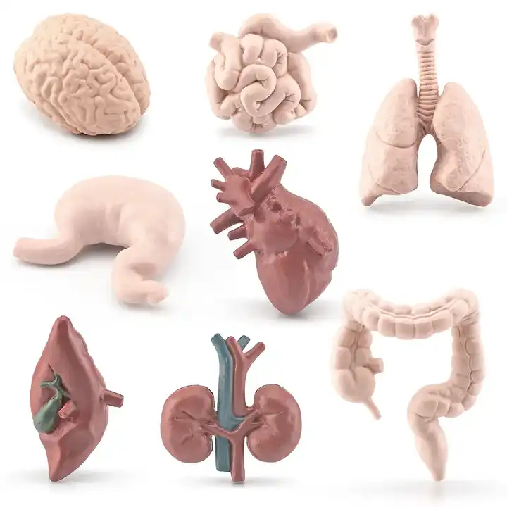 Human Body Internal Organs Toy for School Children Human Biology ...