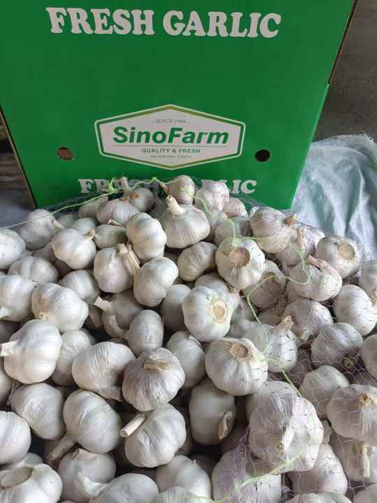 Chinese Garlic Factory Normal White Garlic Purple Red Organic Garlic ...