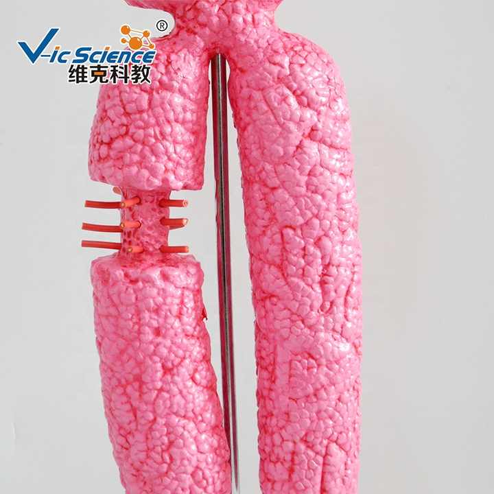 Biology Chromosome Model - Educational Medical Aid