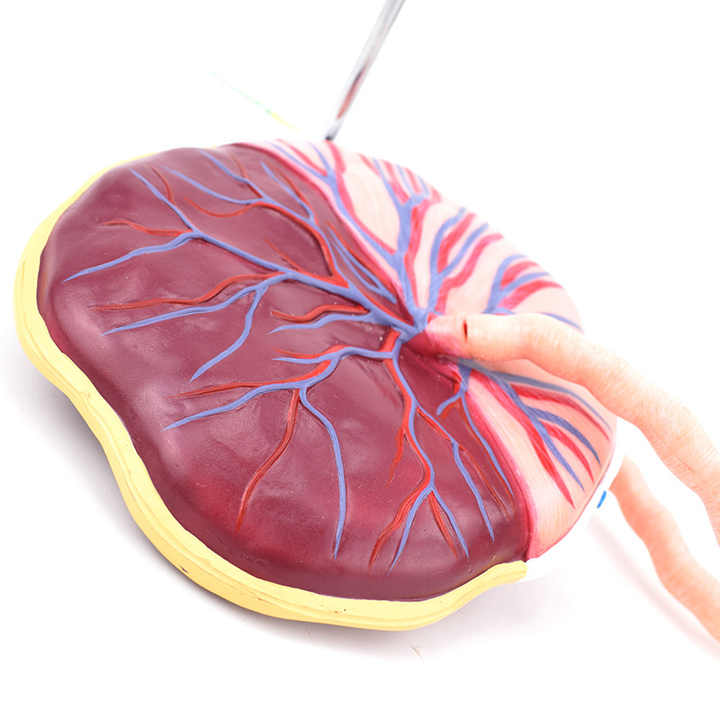 Kyrenmed Human Placenta and Umbilical Cord Model for Training