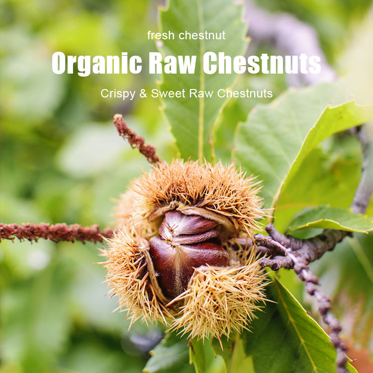 How to Choose the Best Castanea Sativa Chestnut Products: A Complete ...