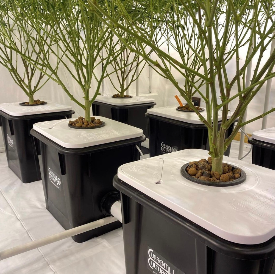 Techygro AGS-Buckets01 DWC Aeroponic System Dutch Bucket Planting ...