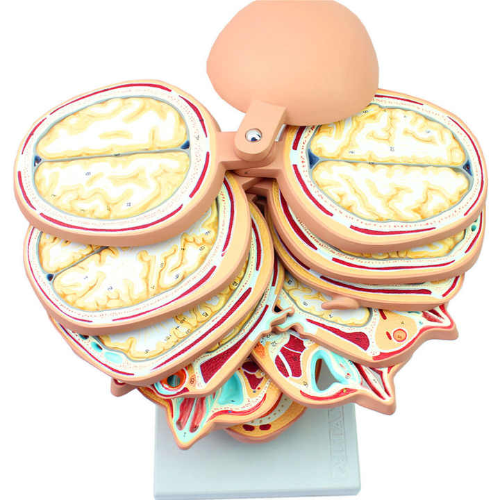 12-Piece Human Brain Model Anatomic Model of Head Sliced Horizontal ...