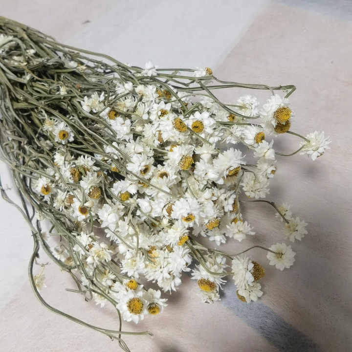 White Daisy Winged Everlasting Plants - Dried Ammobium Alatum