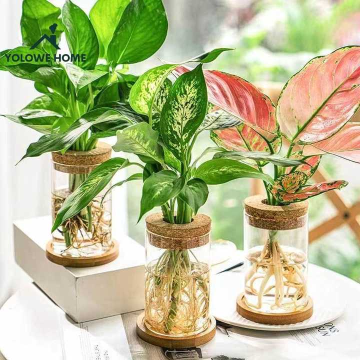 YOLOWE HOMEDecorative Glass Hydroponic Vases Decorate Home and Office ...