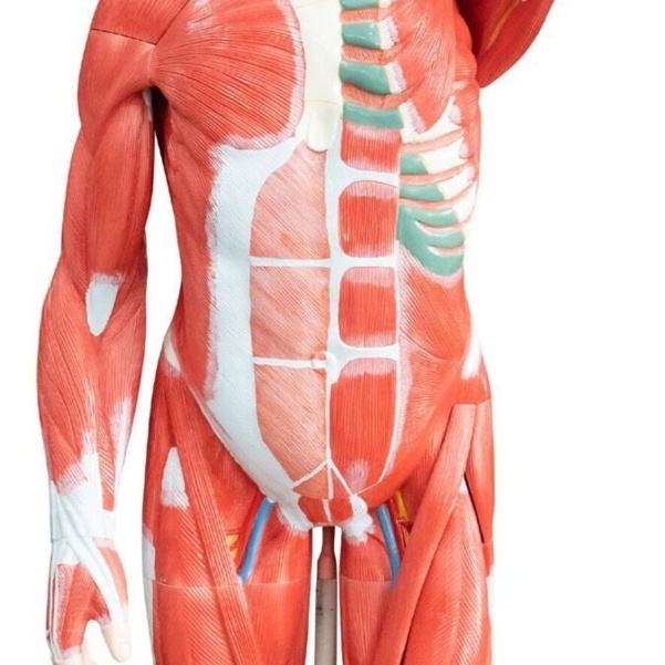 DARHMMY PVC Life-Size Human Muscle Anatomical Model with 29 Parts for ...