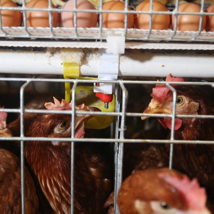 Durable and Efficient chicken cage for layer birds for Optimal Animal ...