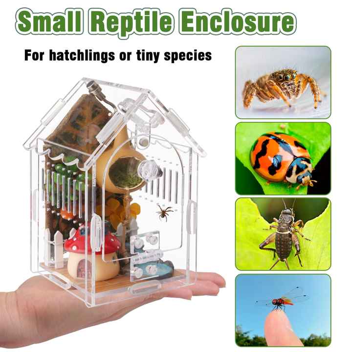 Acrylic Enclosure Jumping Spider Insect Terrarium for Small Tree ...