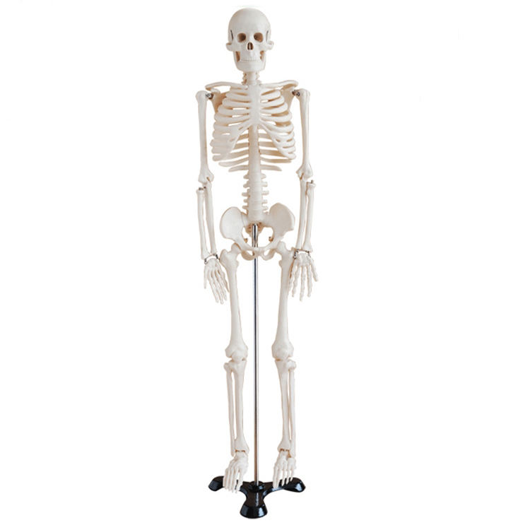 Yuanhang 85cm Human Bone Anatomy Model for Medical Teaching