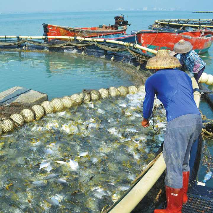 HDPE Floating Fish Farming Cages for Tilapia in Deep Sea