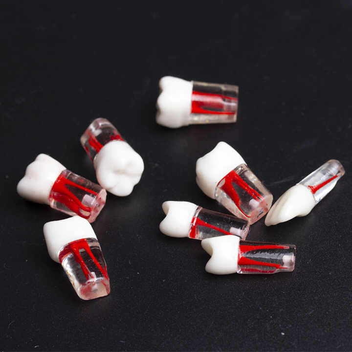 Dental Oral Practice Model of Transparent Root and Pulp Cavity of ...