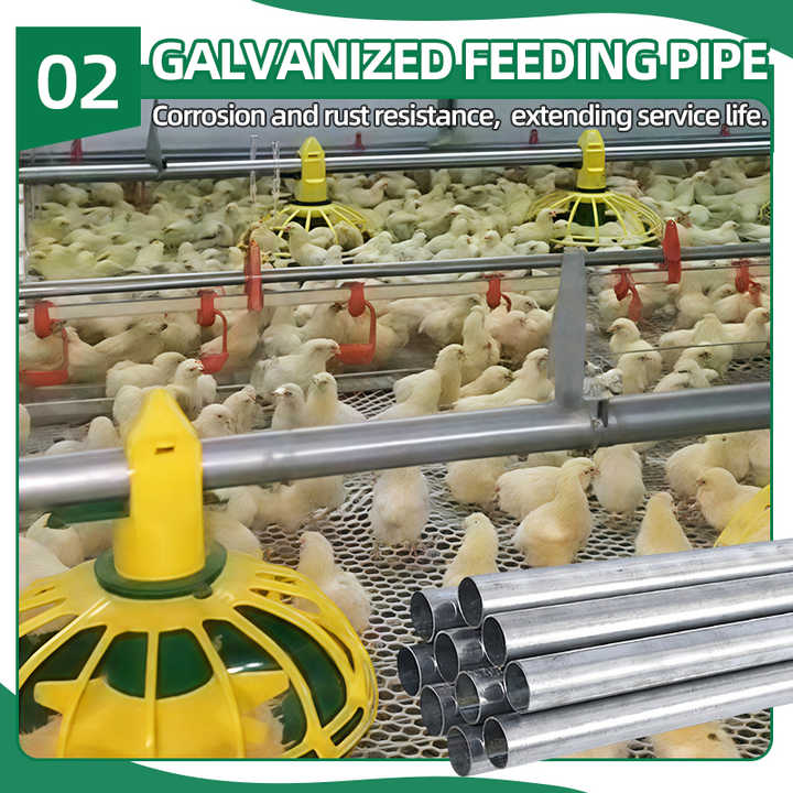 Automatic Chicken Feeding System - Save Food & Protect Environment