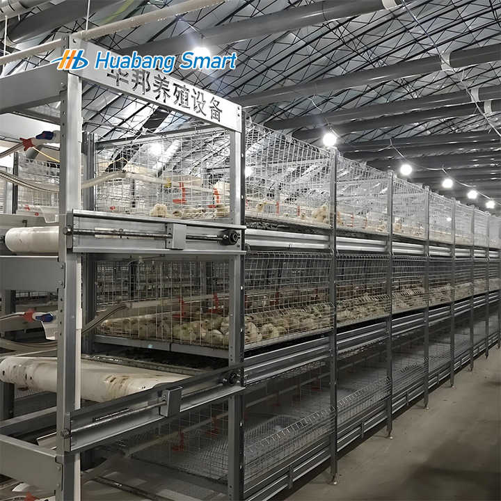 H-type Poultry Cage System for Layer Chickens - Durable & Automatic