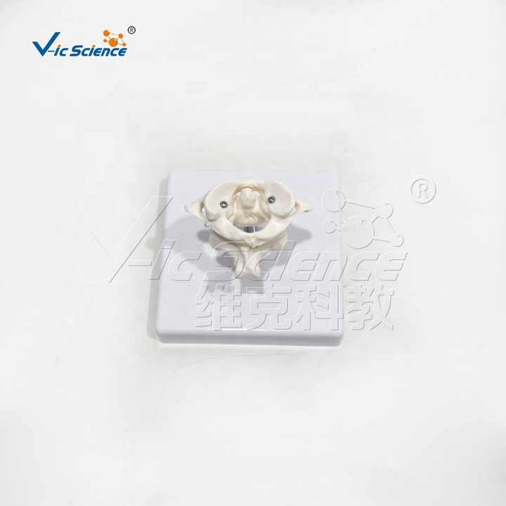 Lumbar Spine Human Skeleton Atlas Axis Model Anatomical Model Bones ...