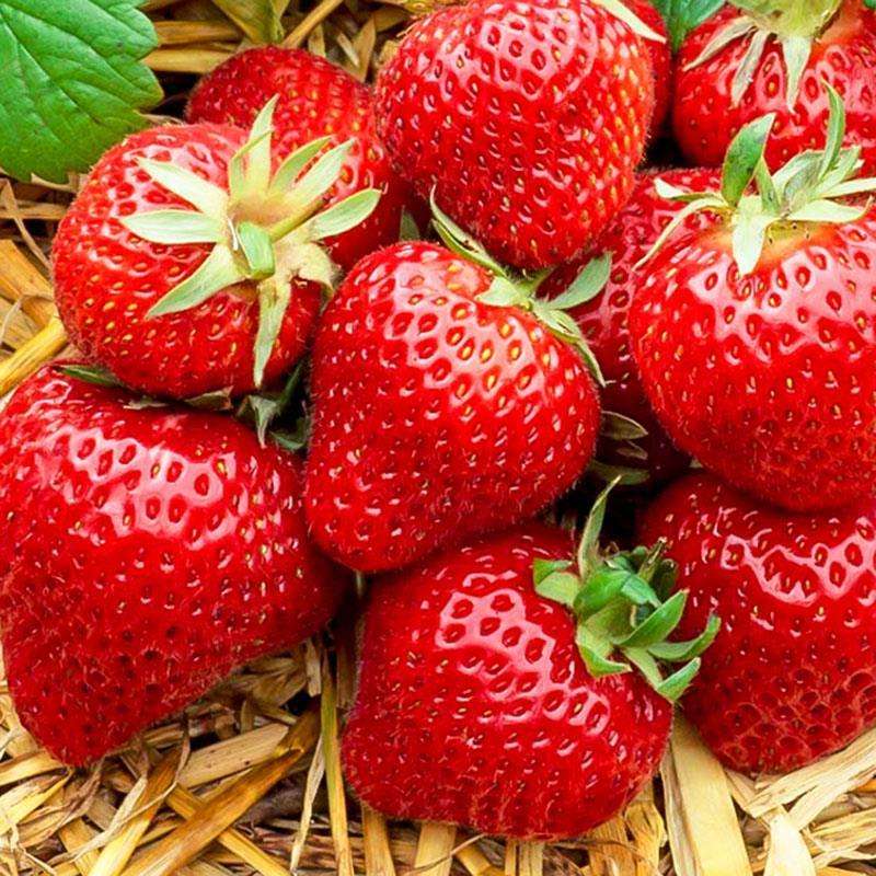 Strawberry| Alibaba.com