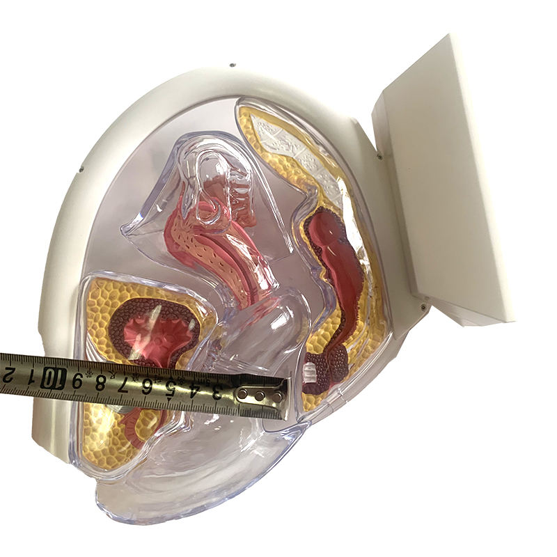 Transparent Uterus Model - Educational Anatomical Reproductive System