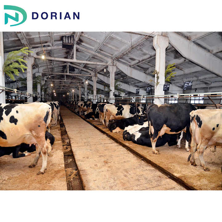 Cow Cage Design - Efficient Beef Cattle Housing Solutions